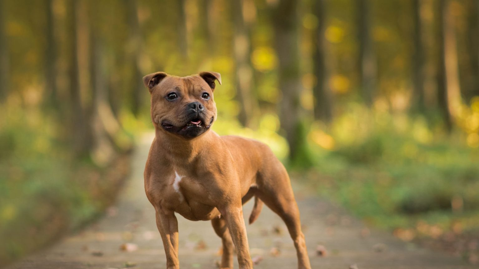 What Should They Eat? The Ultimate Staffy Food Guide - Staffy Community ...