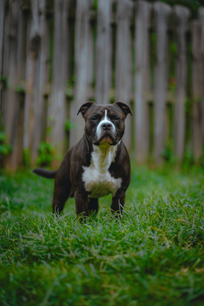 Facts About Staffys - Staffy Community Australia